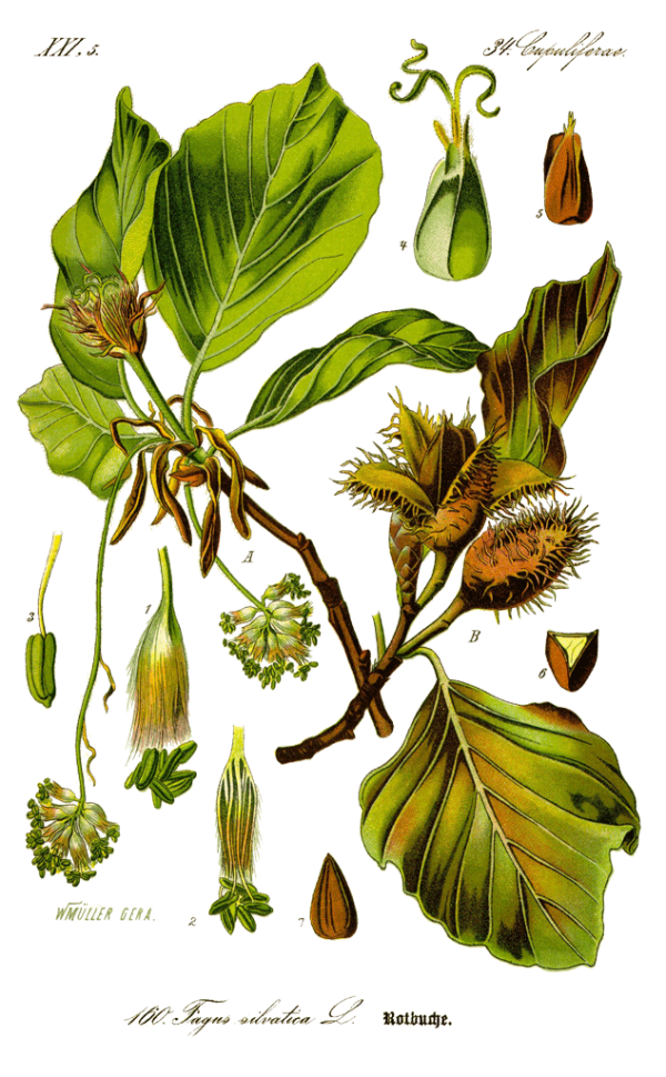 Rotbuche – Fagus sylvatica - Gaiagames Infos zu Ecogon